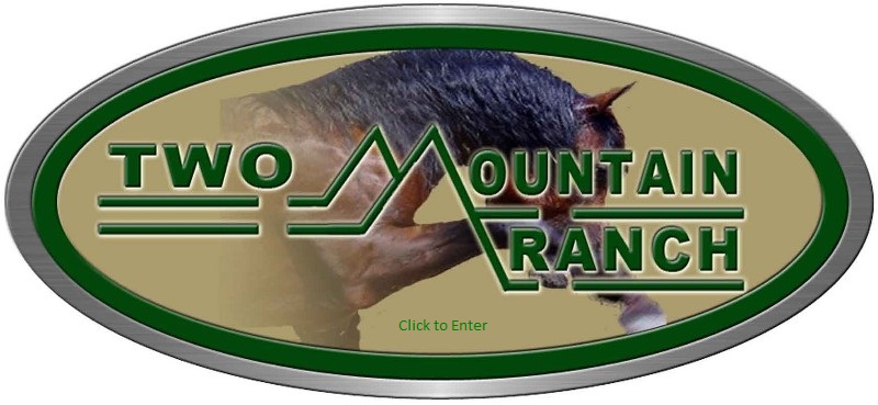 Straight Egyptian Arabian Horses|Straight Spanish Arabian Horses|Golden ...